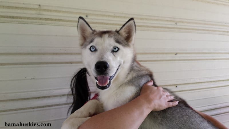 Husky Puppies - Bama Huskies