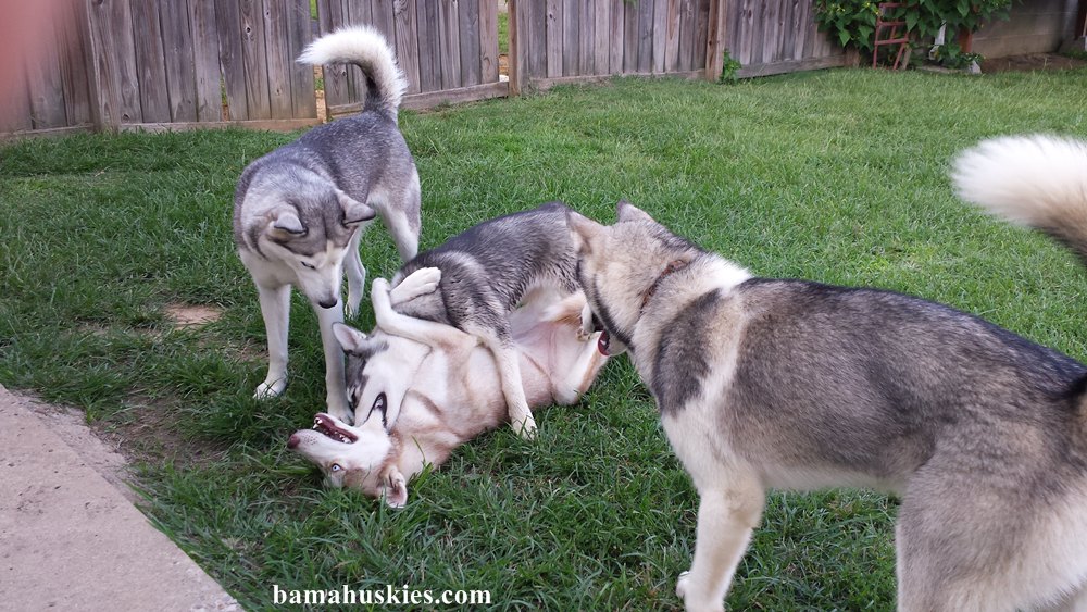 Husky Puppies At Play – Siberian Husky Puppies For Sale