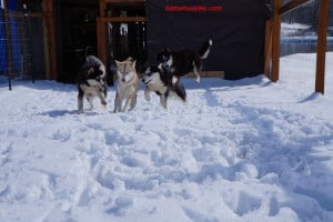 Snow Dogs In Action - Bama Huskies
