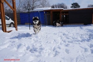 Snow Dogs In Action - Bama Huskies