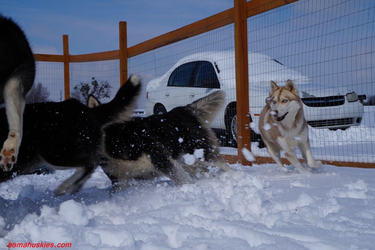 Snow Dogs In Action - Bama Huskies