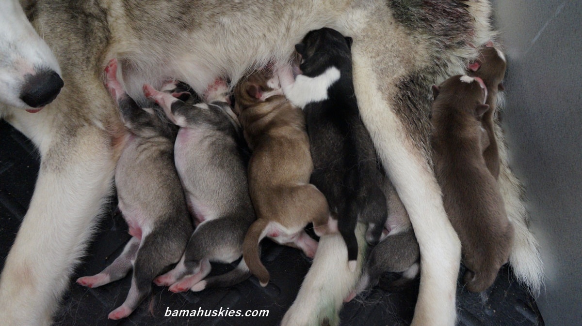 Rylee has 7 New Husky Puppies - Bama Huskies