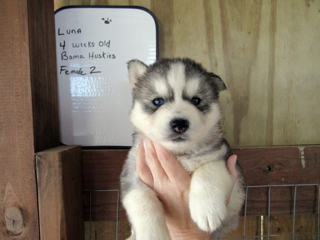 Luna’s Husky Puppies 4 Weeks Old – Siberian Husky Puppies For Sale