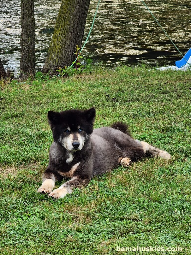 The Story Of Buddy The Free Spirit Husky - Bama Huskies