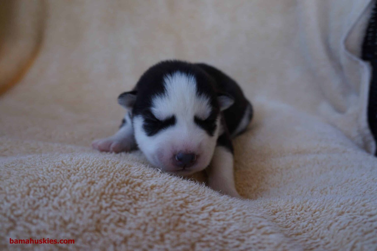 Baby Husky Puppies - Bama Huskies