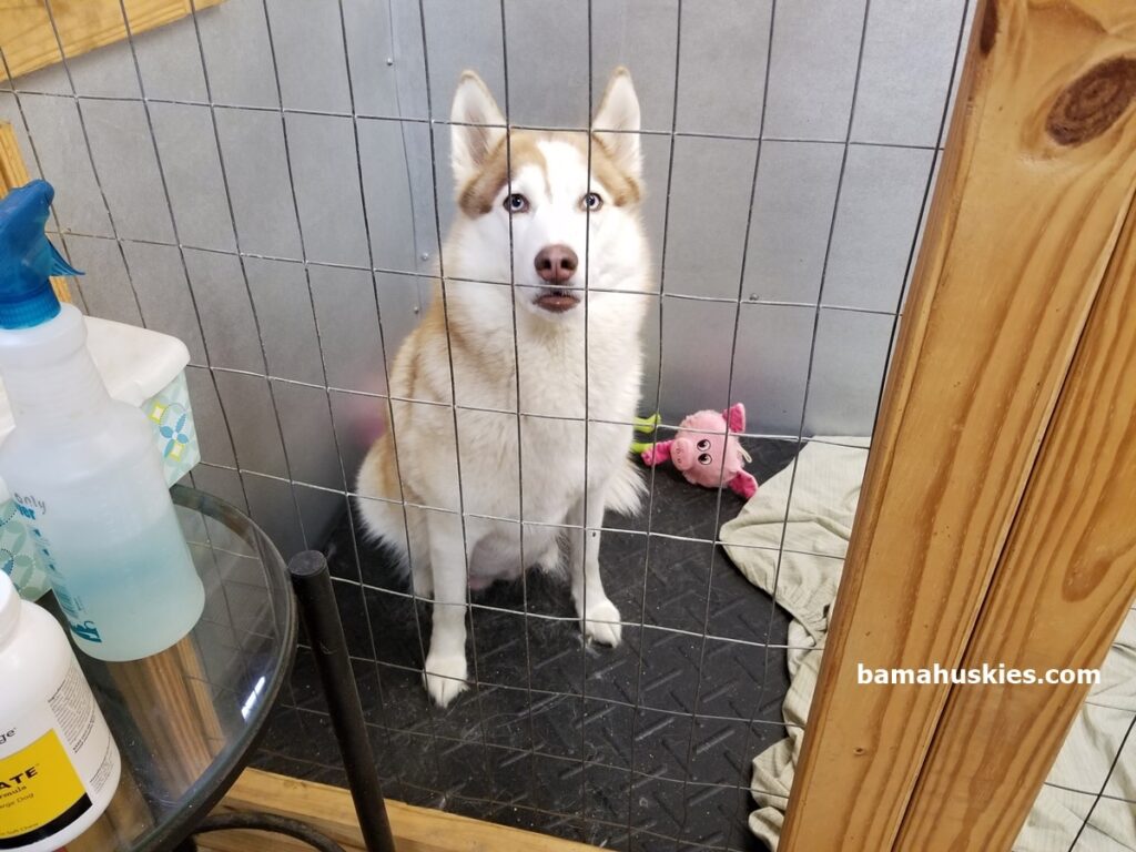 Dog Breeding: What I Wish I Knew Before Becoming a Breeder - Bama Huskies