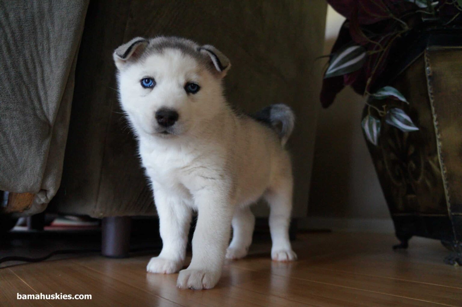 Husky Puppies For Sale - Bama Huskies