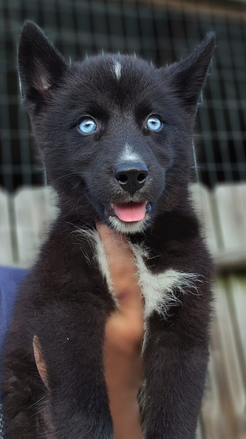 Black and white female husky puppies - Bama Huskies