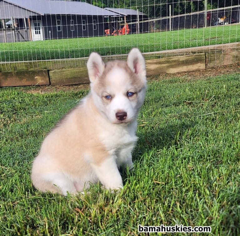 Luna's husky puppy for sale - Bama Huskies