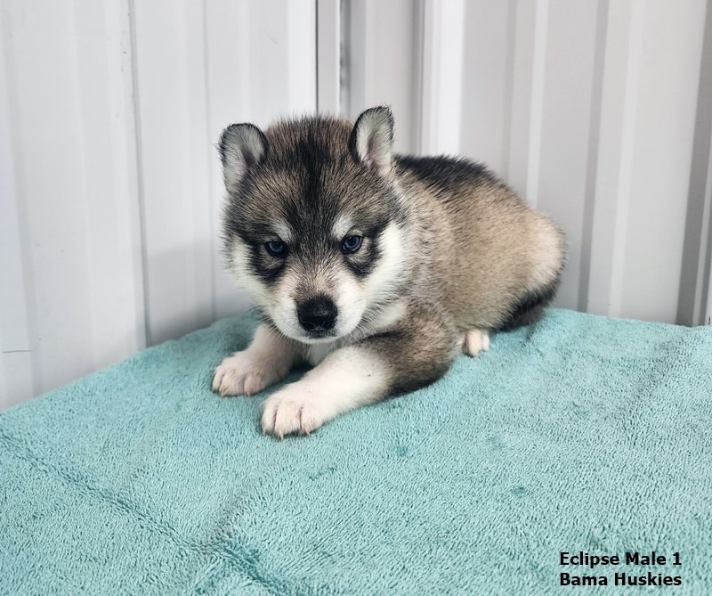 Agouti and Wolf Grey Husky Puppies - Bama Huskies