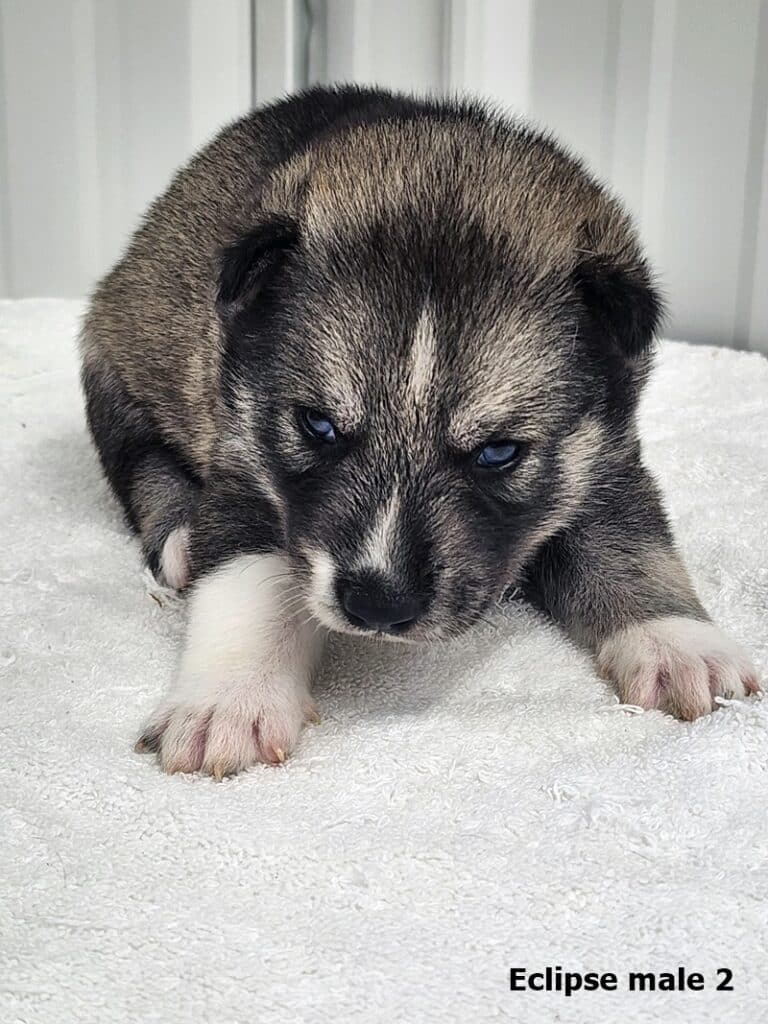 Adorable Agouti Husky Puppies for Sale - Your Perfect Companion Awaits ...