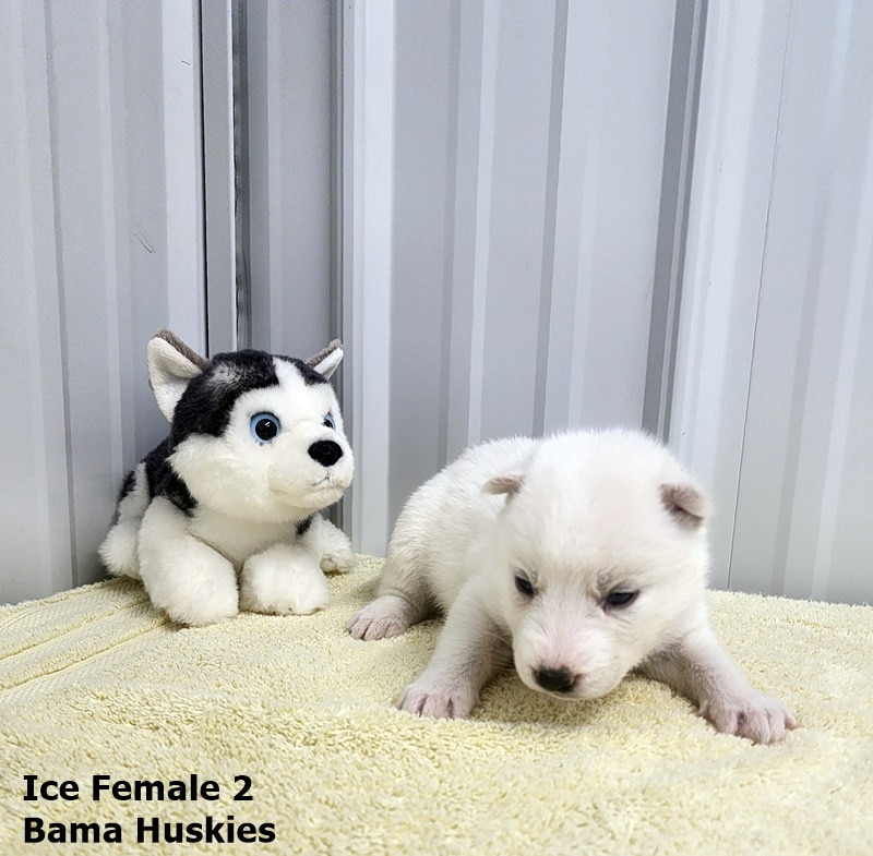 Ice husky puppies are 3 weeks old - Bama Huskies