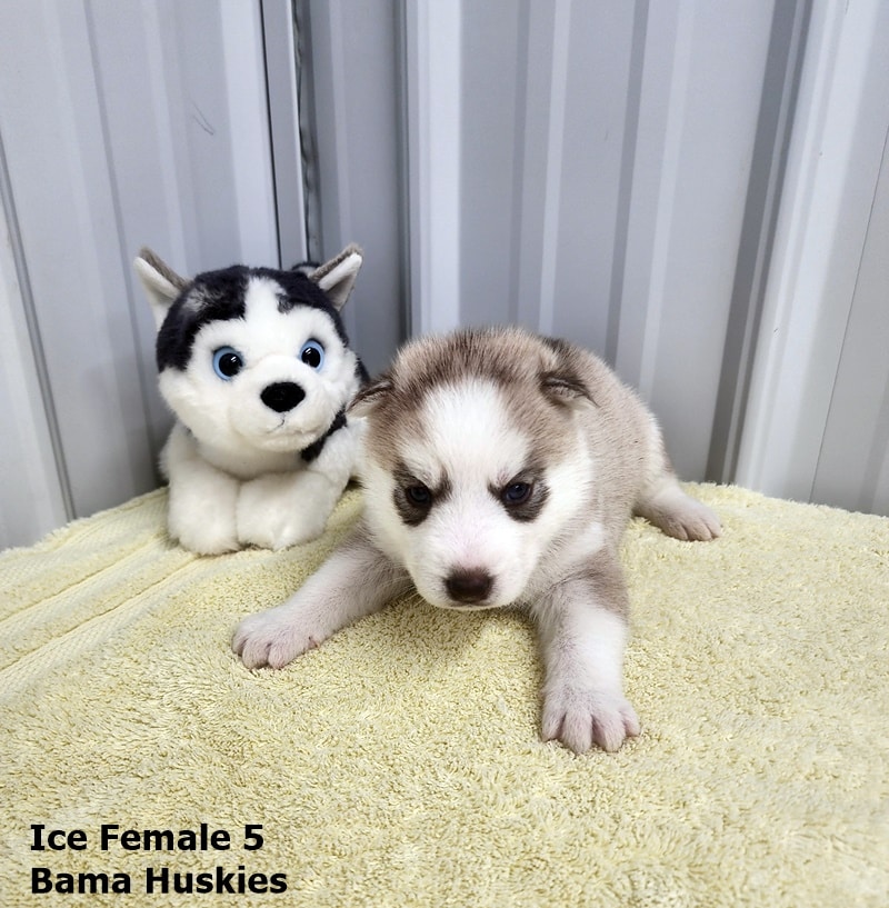 Ice husky puppies are 3 weeks old - Bama Huskies