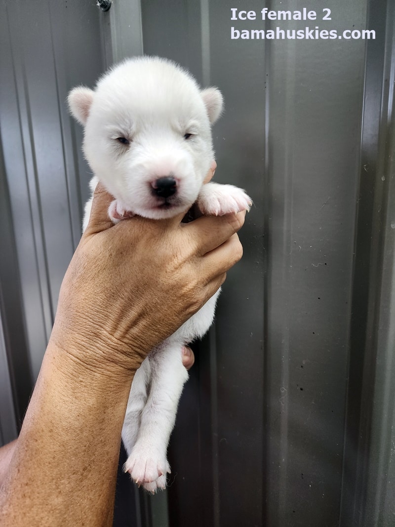 Ice husky puppies 2 weeks old - Bama Huskies