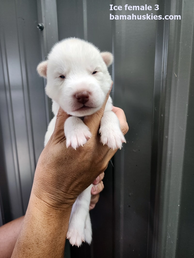 Ice husky puppies 2 weeks old - Bama Huskies