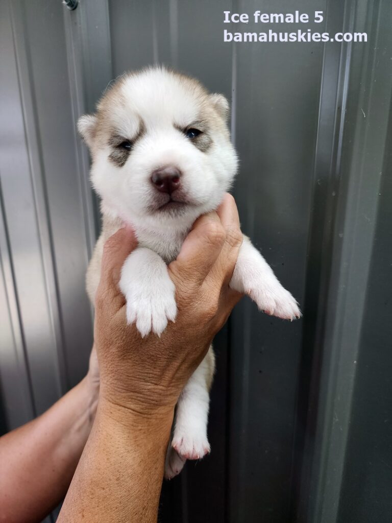 Ice husky puppies 2 weeks old - Bama Huskies
