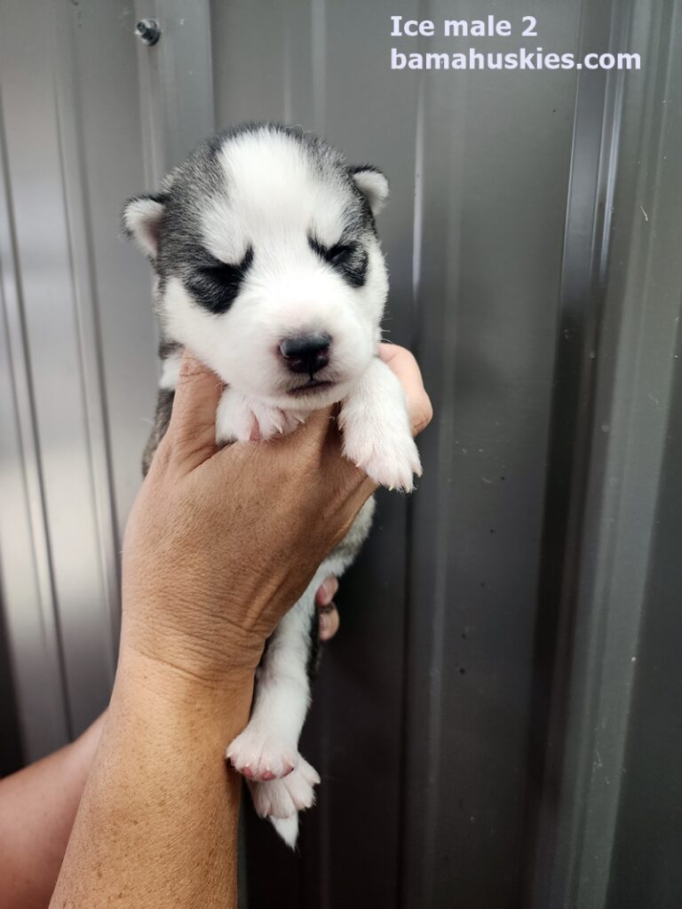 Ice husky puppies 2 weeks old - Bama Huskies