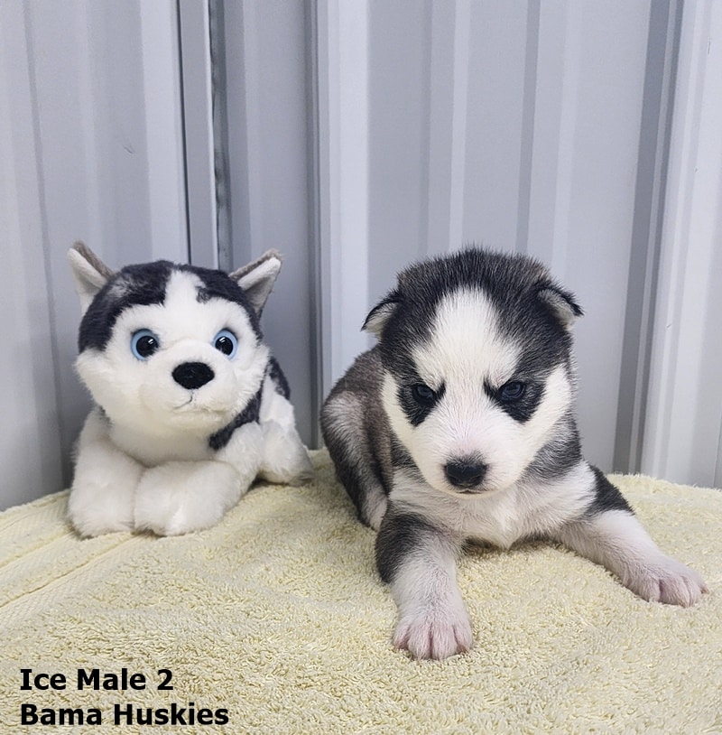 Ice husky puppies are 3 weeks old - Bama Huskies