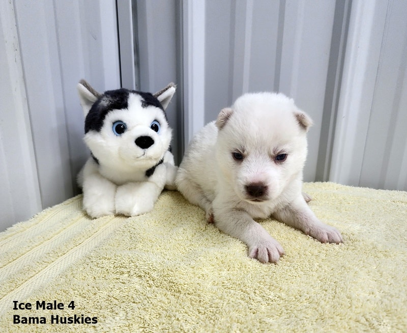 Ice husky puppies are 3 weeks old - Bama Huskies