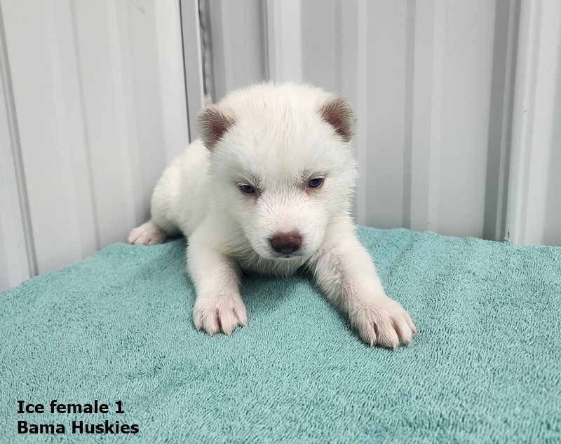 Ice Husky Puppies 4 Weeks Old - Bama Huskies