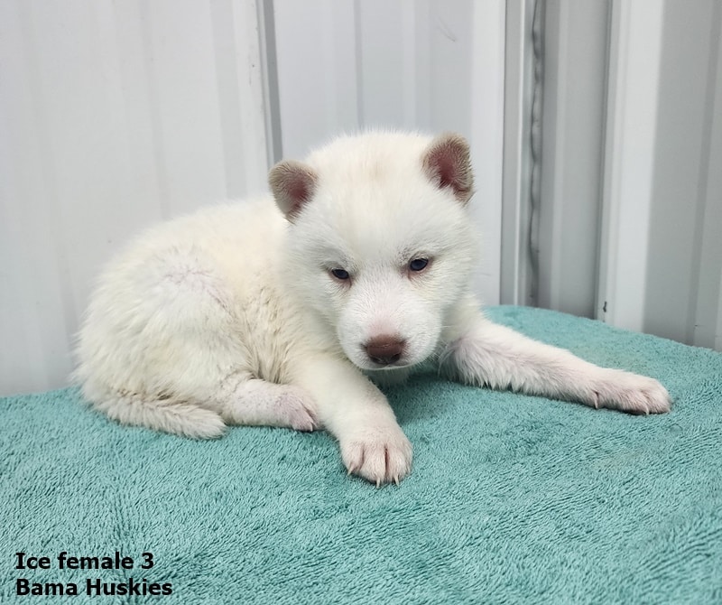 Ice Husky Puppies 4 Weeks Old - Bama Huskies