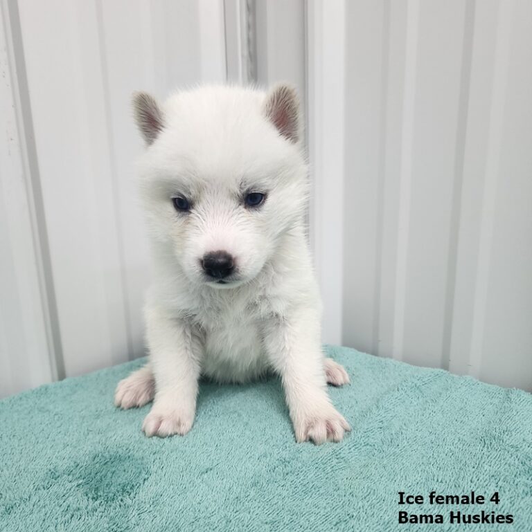 Ice Husky Puppies 4 Weeks Old - Bama Huskies