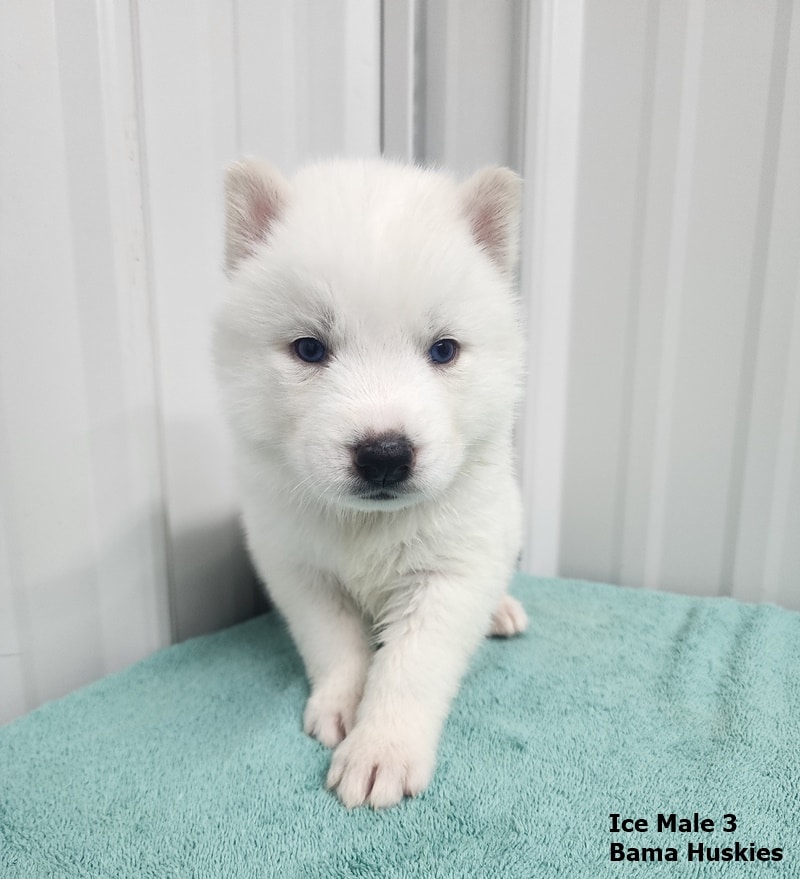 Ice Husky Puppies 4 Weeks Old - Bama Huskies