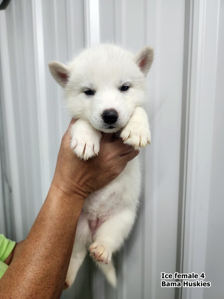 Ice husky puppies 5 weeks old - Bama Huskies