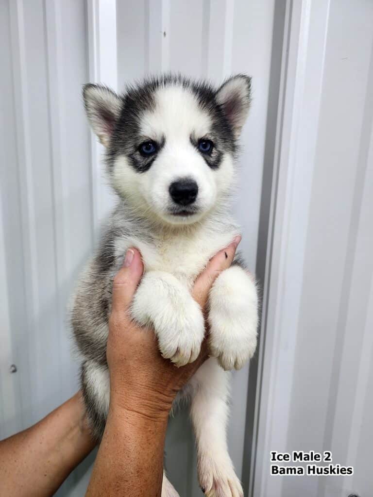 Ice husky puppies 5 weeks old - Bama Huskies
