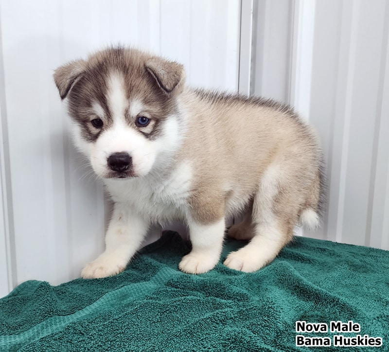 Nova's baby huskies 5 weeks old - Bama Huskies