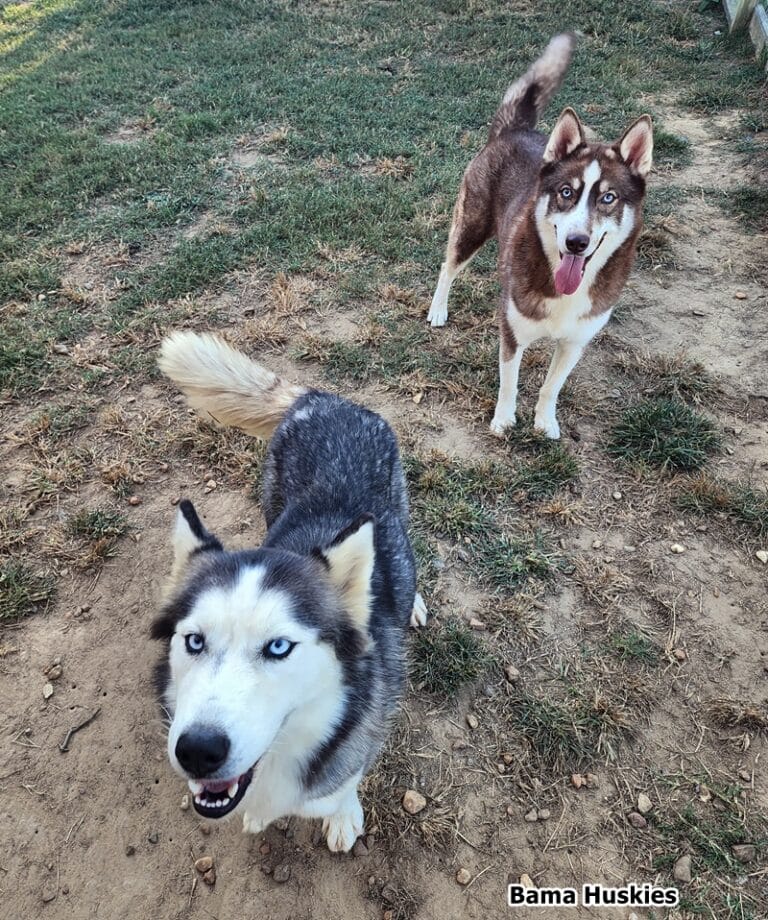 Upcoming Litters - Siberian Husky Puppies For Sale