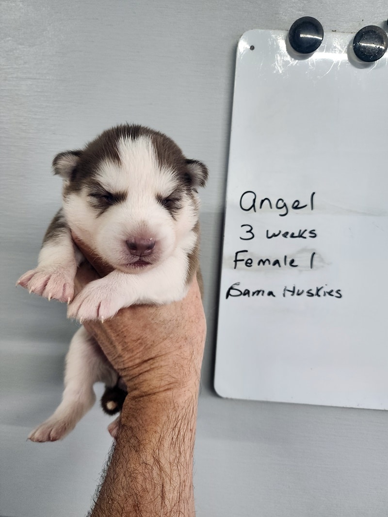 Angels husky puppy update - Bama Huskies