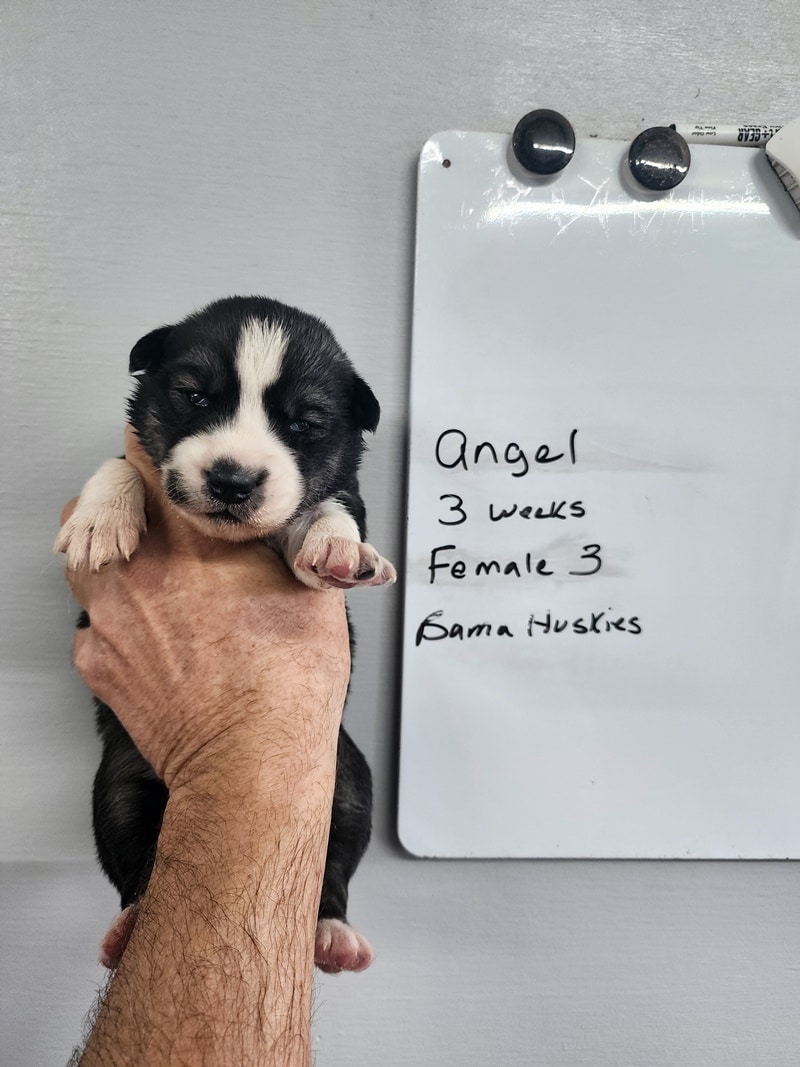 Angels husky puppy update - Siberian Husky Puppies For Sale
