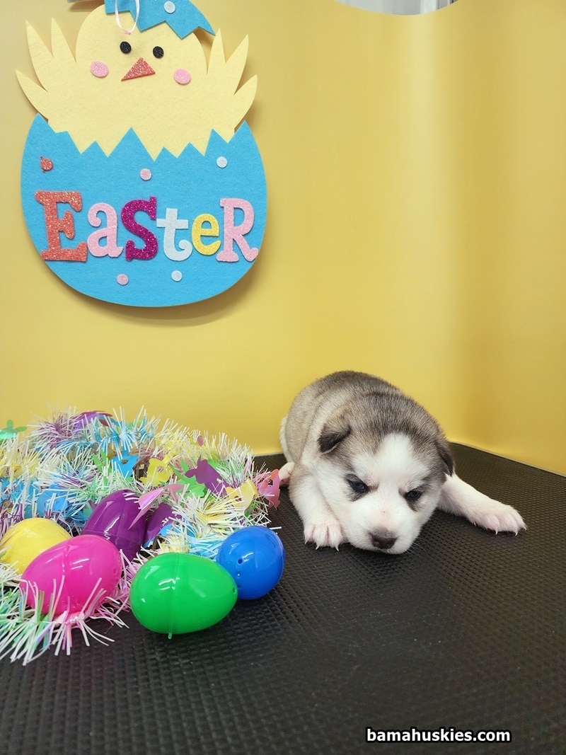 Ice Husky Puppies Are 3 Weeks Old - Bama Huskies