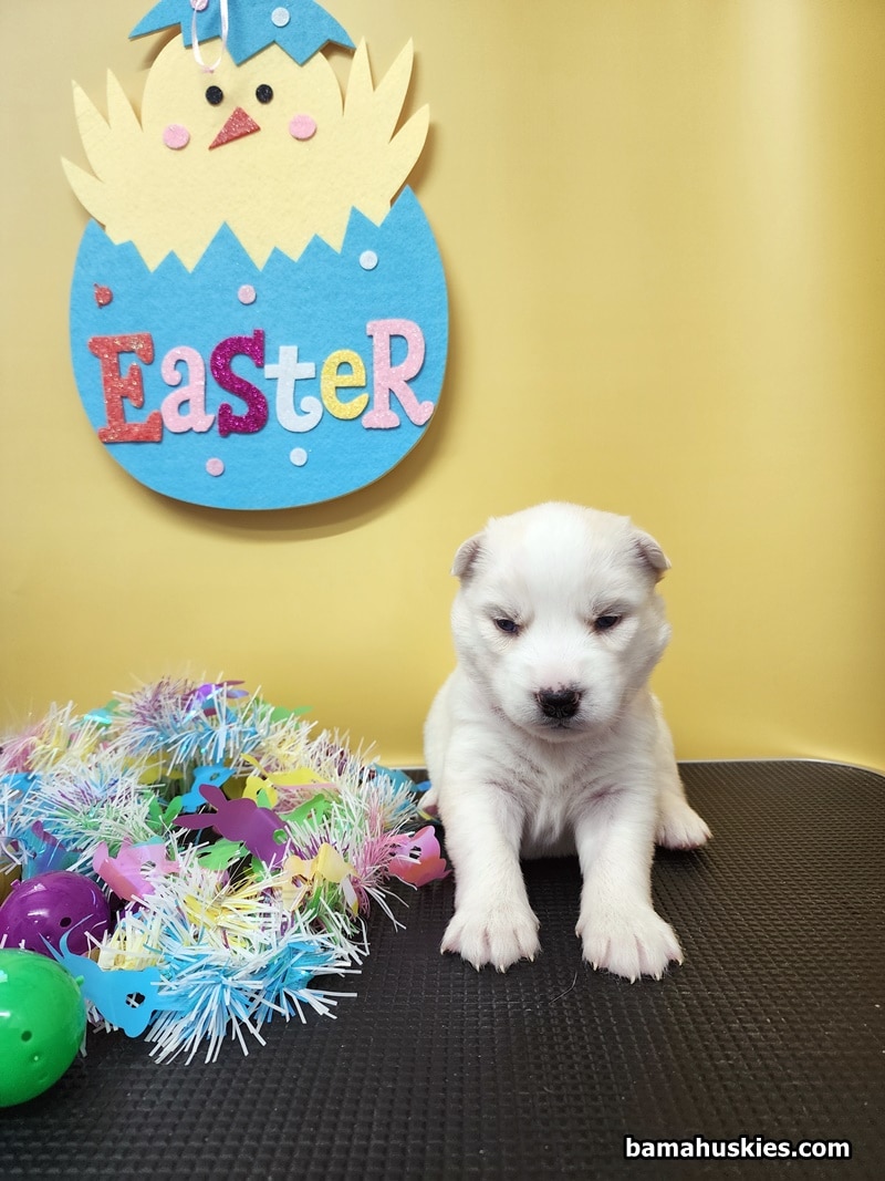 Ice Husky Puppies Are 3 Weeks Old - Bama Huskies