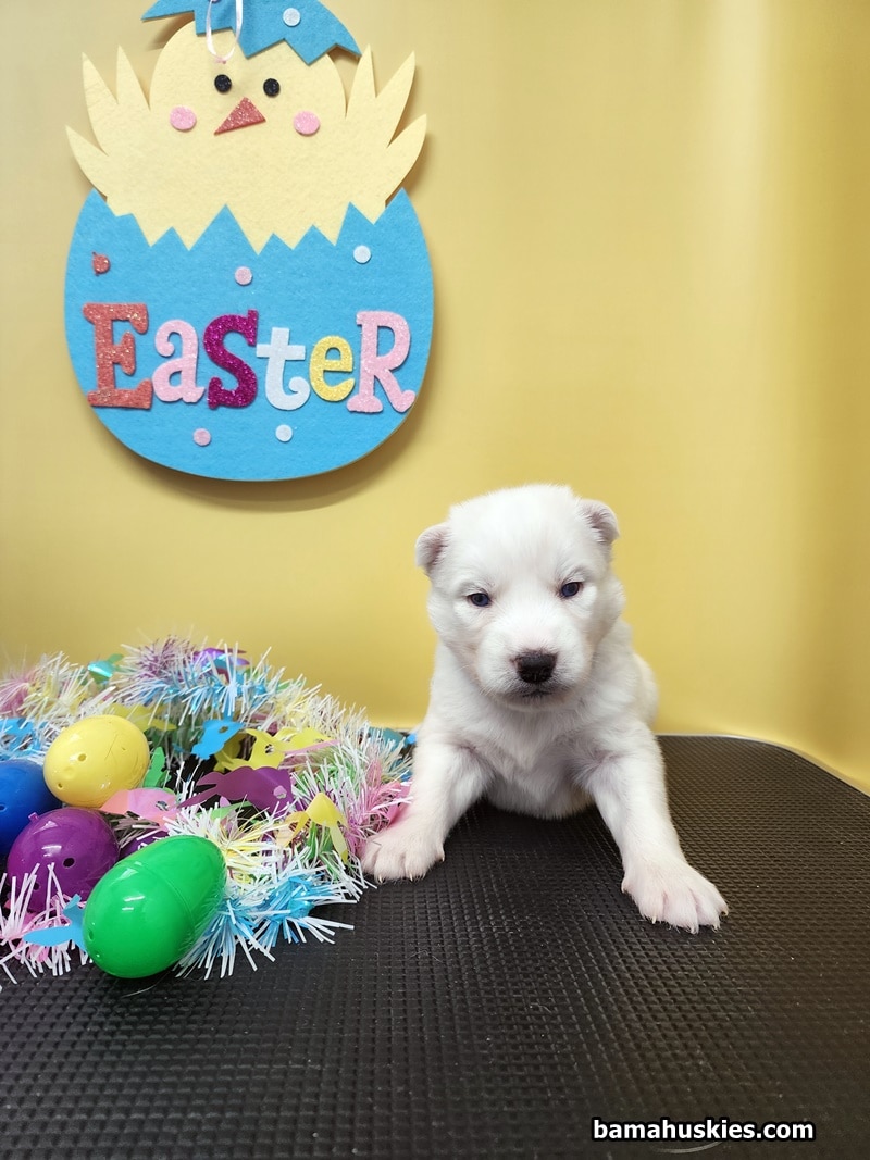 Ice Husky Puppies Are 3 Weeks Old - Bama Huskies