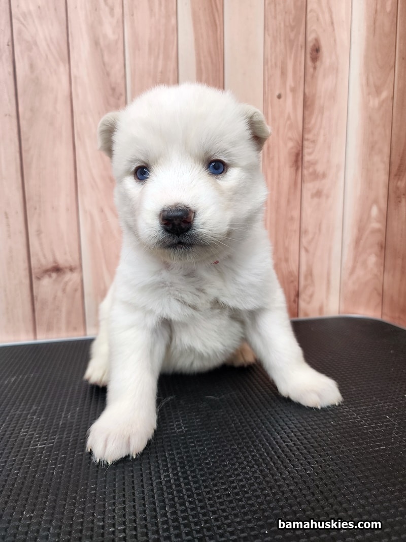 Ice husky puppies are 4 weeks old - Bama Huskies