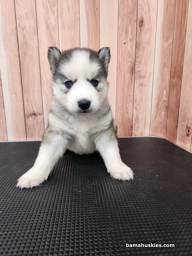 Ice husky puppies are 4 weeks old - Bama Huskies