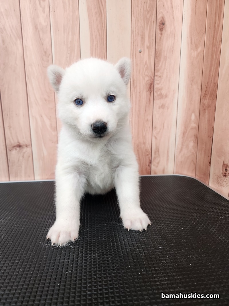 Ice husky puppies are 4 weeks old - Bama Huskies