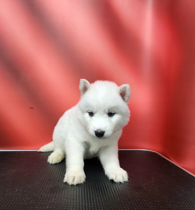 Ice husky puppies are 5 weeks old - Bama Huskies