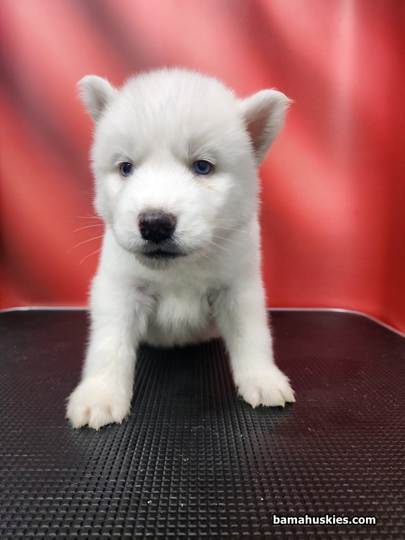 Ice husky puppies are 5 weeks old - Bama Huskies