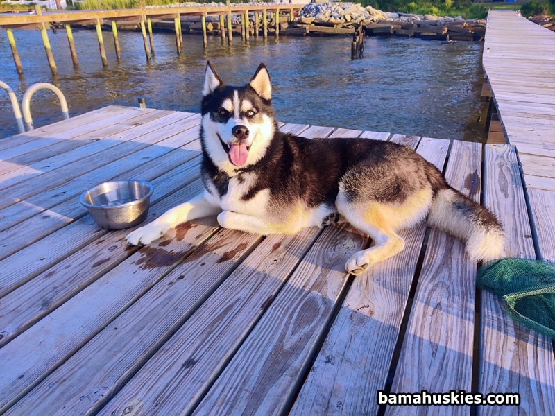 "Ethically Bred, Lovingly Raised – Your Ideal Husky Awaits!" - Bama Huskies