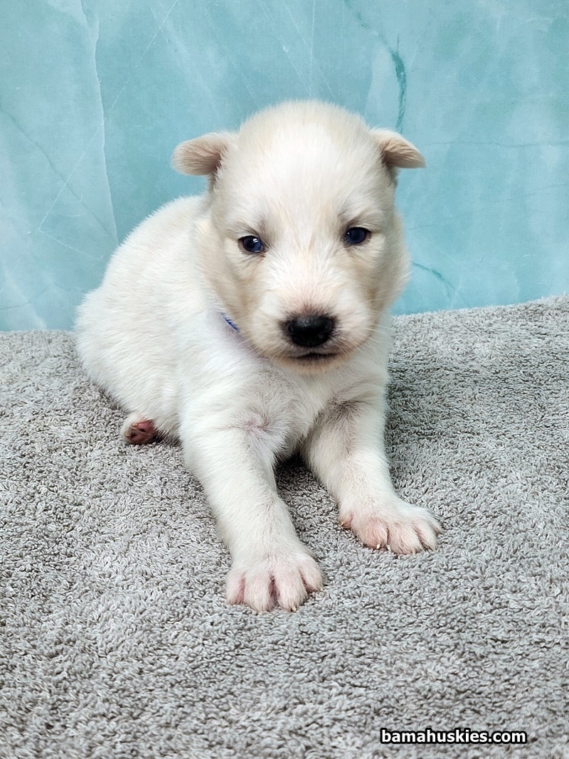Snows little husky puppies are 3 weeks old - Bama Huskies