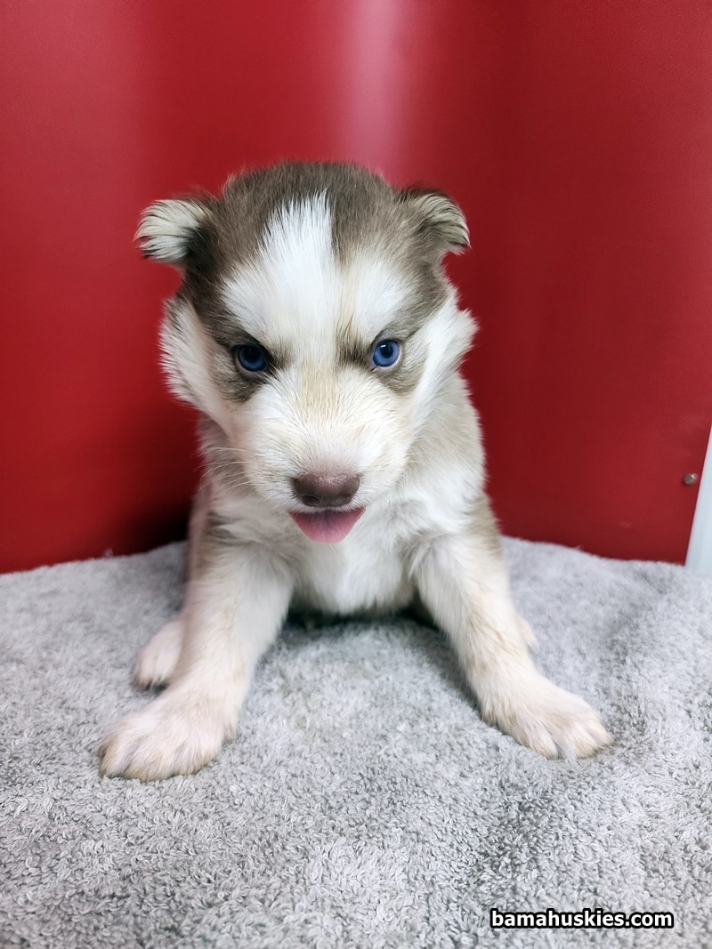 Snow's husky puppies 4 weeks old - Bama Huskies