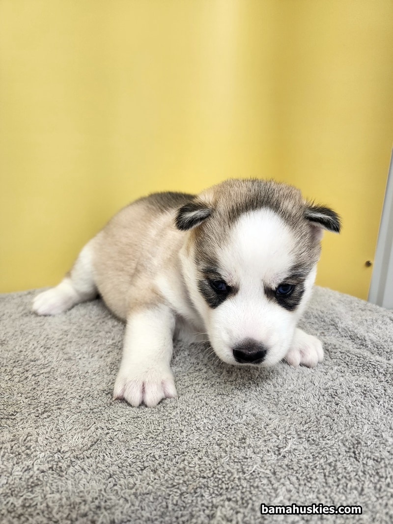 Sofie's husky puppies 3 weeks old - Bama Huskies