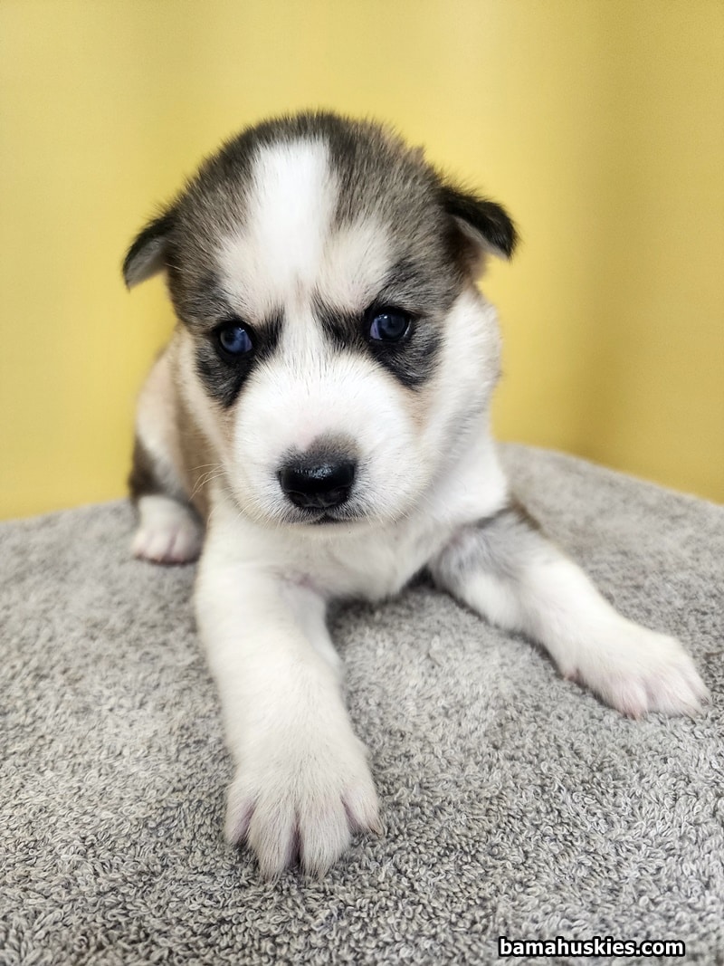 Sofie's husky puppies 3 weeks old - Bama Huskies