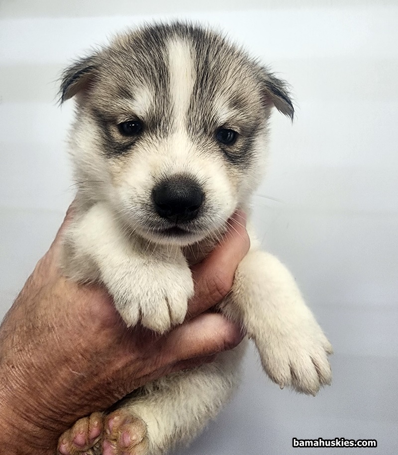 Fiona husky puppies 4 weeks old - Bama Huskies