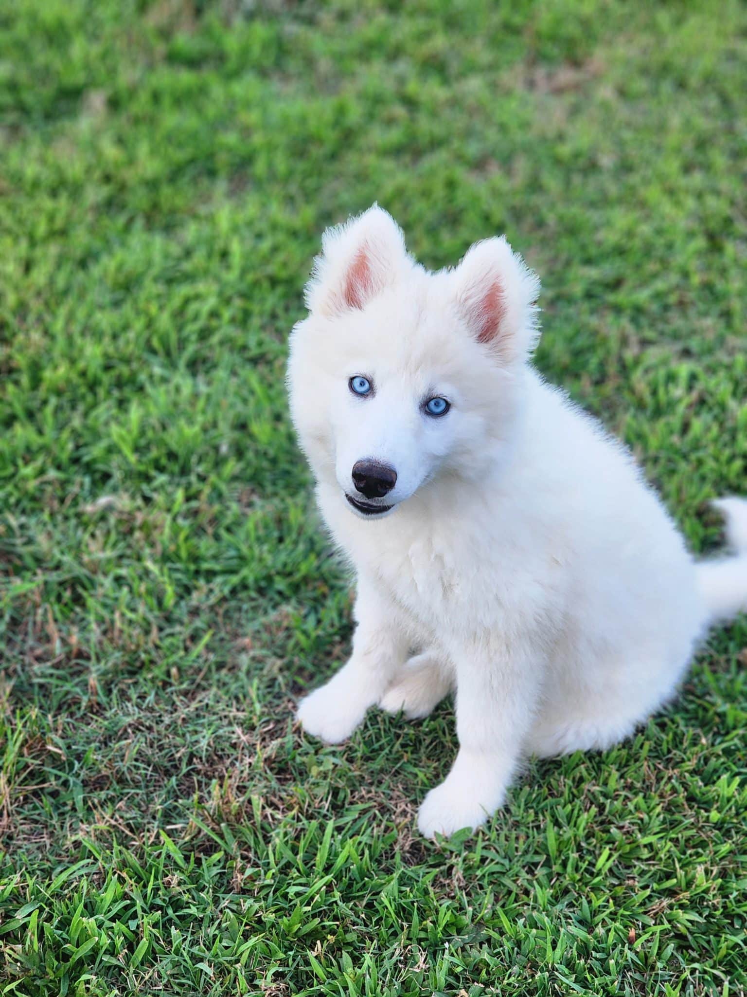 Anticipating Our White Husky Puppies: Arriving January 2024 - Bama Huskies