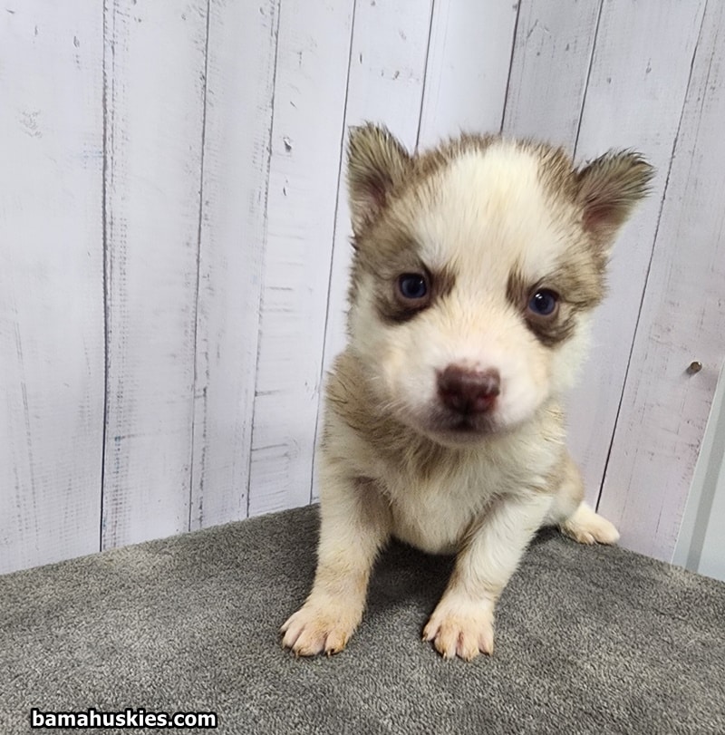 Oakleys 4 week old husky puppies for sale - Bama Huskies