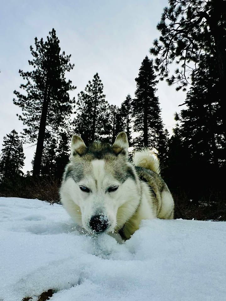Bama Husky Spotlight: Nahla’s Epic Adventure in the Sierra Nevada ...